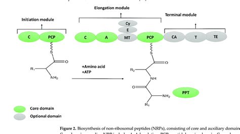 Biosynthesis Of Non Ribosomal Peptides Nrps Consisting Of Core And Download Scientific