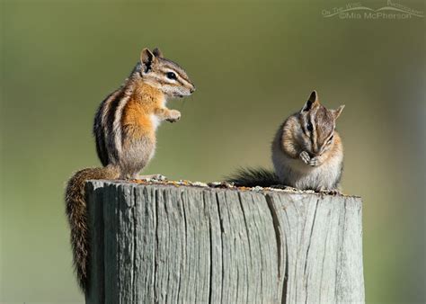 Two Least Chipmunks Together In The Mountains Mia Mcphersons On The