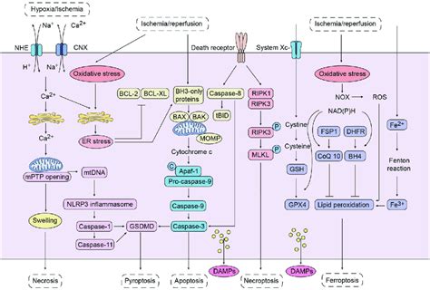 Ischemia And Reperfusion Mediate Multiple Pathways Of Cell Death Download Scientific Diagram