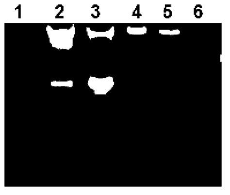 Recombinant Corynebacterium Glutamicum Capable Of Being Used For Highly Yielding L Phenylalanine