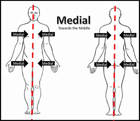 Anatomical Positions Scientist Cindy