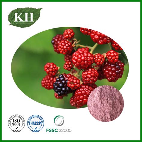Raspberry Extract From China Manufacturer Kingherbs Raspberry Extract From China Manufacturer Kingherbs