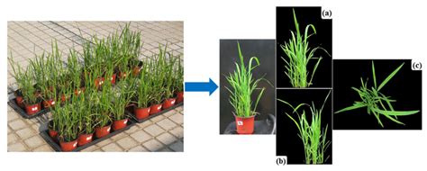 Experimental Rice Samples And Three Sections For Each Potted Rice Plant