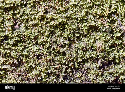 Photo Picture Of Leaf Background Texture Pattern Stock Photo Alamy