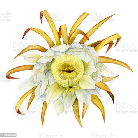 수채화 용 과일 꽃 식물 그림입니다 Pitaya Pitahaya 클립 아트 그리기 이국적인 선인장 피는 스티커와 열대 디자인을