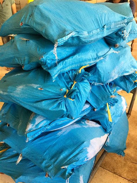 Frozen Skipjack Tuna Whole Round United Seafood Vietnam