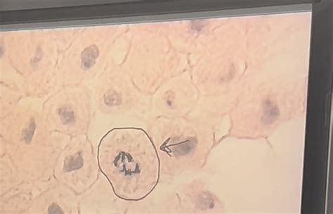 Cell Division Image Bio Flashcards Quizlet Cell Division Image Bio Flashcards Quizlet