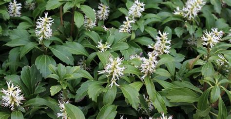 Pachysandra Terminalis Complete Verzorgings Kweek En Gebruiksgids