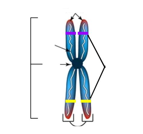 Honors Biology Diagram Quizlet