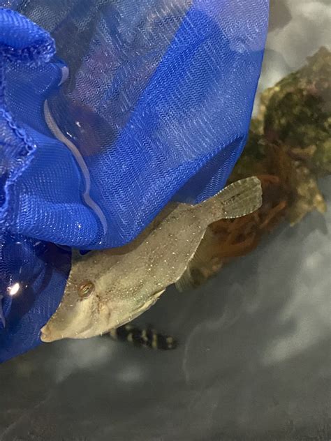 Tang With Possibly Anchor Worms Reef2reef