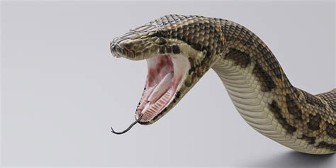 animated burmese python superhive formerly blender market