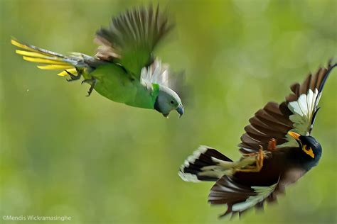 ime photographer of the year rules sinhala සිංහල
