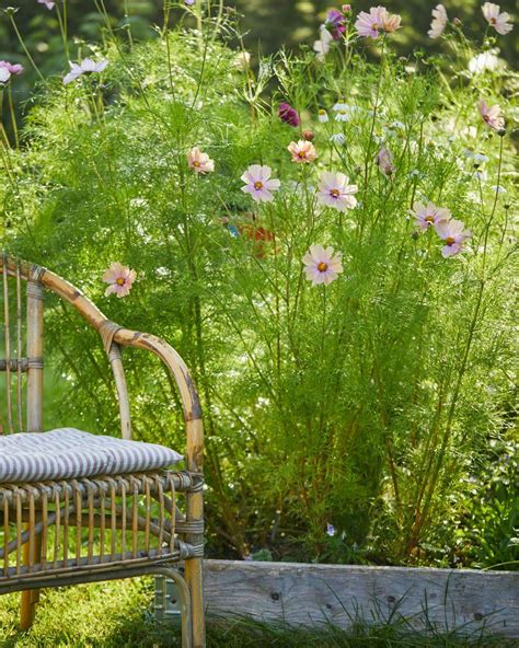 Derfor Skal Du Plante Stolt Kavaler I Haven Isabellas