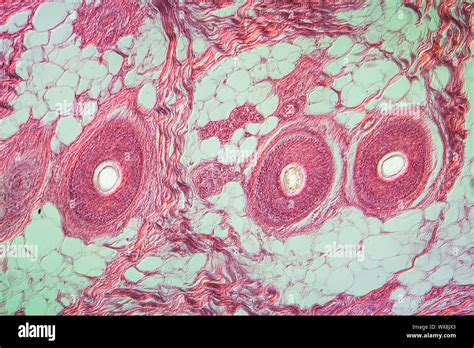 Scalp Hair Longitudinal Tissue Under The Microscope X Stock Photo Alamy