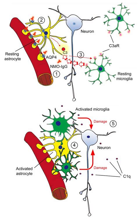 Jci Astrocyte Microglia Interaction Drives Evolving Neuromyelitis
