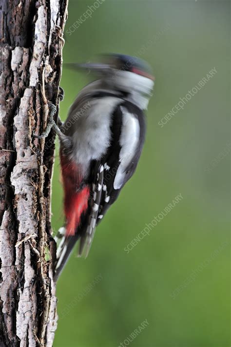 Great Spotted Woodpecker Male Drumming On Tree Trunk Stock Image
