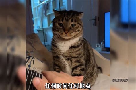 猫咪的无语瞬间被不干人事的铲屎官玩坏了的猫咪