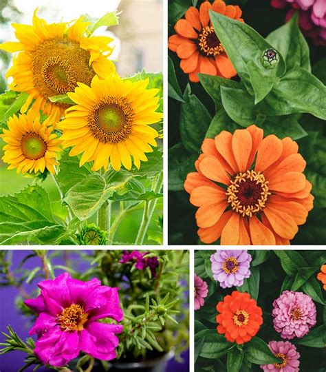 Qué Sembrar En Verano Flores Hierbas Y Hortalizas Para Disfrutar Al