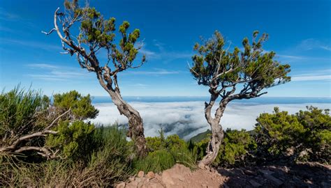 Comprehensive Guide To Monitoring Tree Health Tools And Techniques For Effective Tree Health