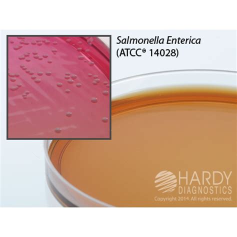 Hardy Diagnostic G75 Dry Culture Media Brilliant Green Agar Plate 90