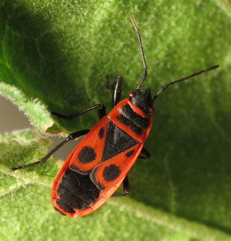 Fire Bug Flickr Photo Sharing