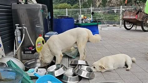 [클립]물마시려고 줄서있는 흰둥이 그리고 누렁이 Soop Vod