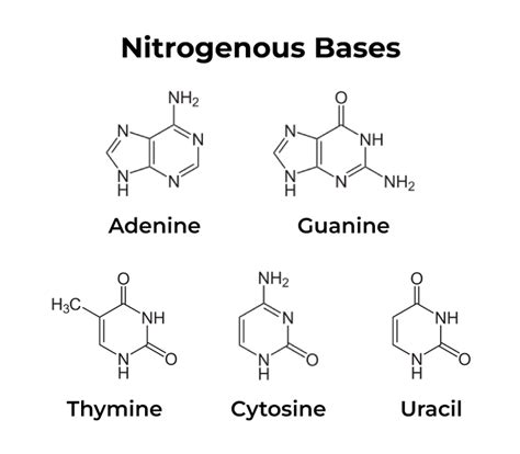 Biomolecules Definition Structure Classification Examples