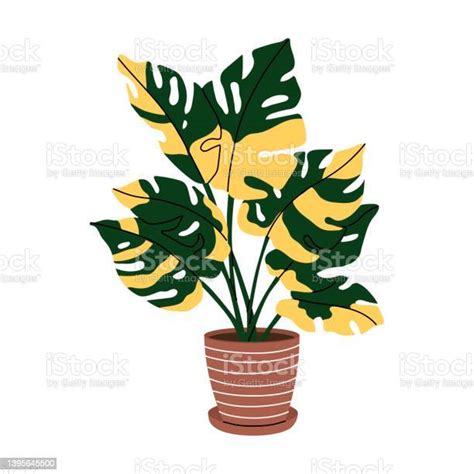 얼룩덜룩 한 나뭇잎이있는 몬스터 냄비에있는 방 식물 장식 가정 또는 사무실 인테리어 트렌디 한 실내 허브 흰색 배경에 격리 된 요소 벡터 일러스트레이션의 플랫 스타일입니다