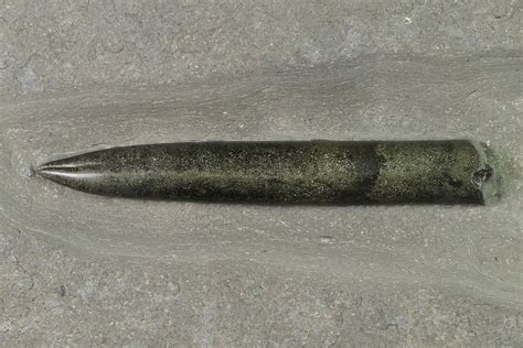 41 Pyritized Fossil Belemnite Acrocoelites Germany 170722 For