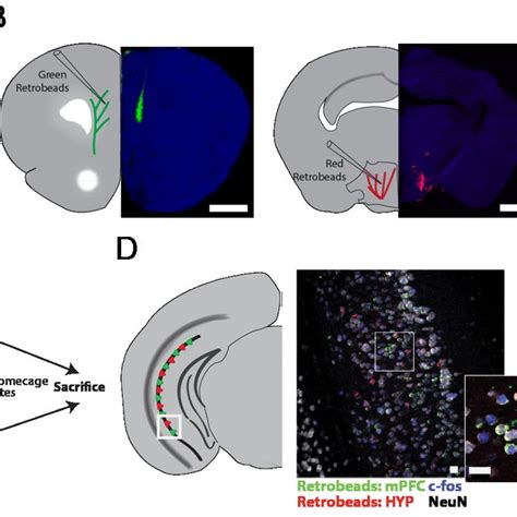 Mpfc Projecting Vhip Neurons Are Selectively Activated During