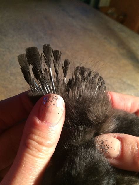 First Hatch Sexing By Wings BackYard Chickens Learn How To Raise Chickens