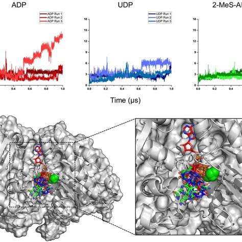 Molecular Dynamic Md Simulation Of Substrates In Cd39 Active Site Download Scientific
