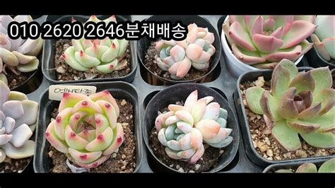 판매완료 자투리 다육 모듬 빅쎄일 50프로빅쎄일 ~~수량이적습니다 서둘러보세요 살사베르데 로치로사로아군생 팬지