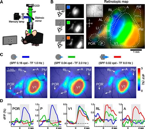 Functional Segregation And Development Of Mouse Higher Visual Areas Journal Of Neuroscience