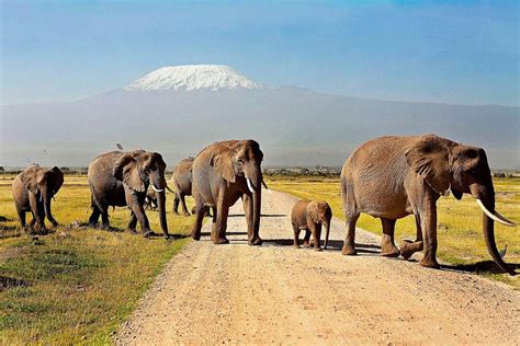 Amboseli National Park Kenya National Park Kenya Safaris