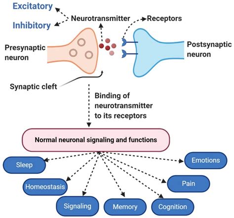 diagram of neurotransmission process neurotransmitter proces