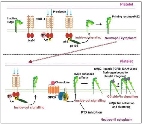 The Signalling Pathways Involved In Neutrophil And Platelet Activation Download Scientific