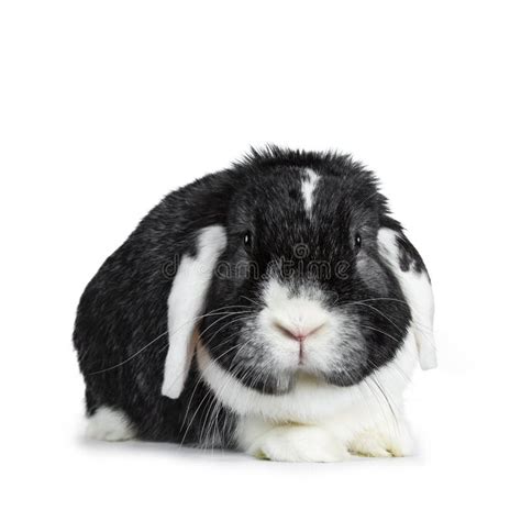 O Preto Masculino Corajoso Com Branco Poda O Coelho Da Orelha Isolado
