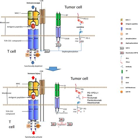 Molecular Mechanism Of PD1 PDL1 Blocker Action PD1 PDL1 After
