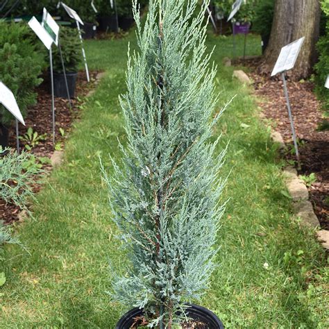 Juniperus Chinensis Hetzi Columnaris Horsford Gardens And Nursery