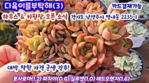 다육이를부탁해 3 말할것 없이 착한 가격 로사로아12 파차이06 강추 예쁜 군생 다육이 레드오렌지 실루엣 다크