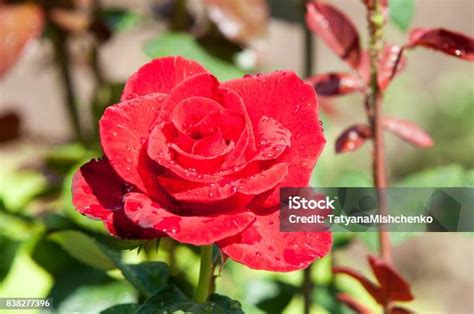 장미 꽃입니다 가시가 많은 부시 또는 나무 일반적으로 빨간색 분홍색 노란색 또는 흰색 향기로운 꽃 북쪽 온화한 지구에 출생지 곰 0명에 대한 스톡 사진 및 기타 이미지