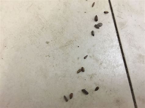 蟑螂排泄的褐色液体 白色液体下面 伤感说说吧