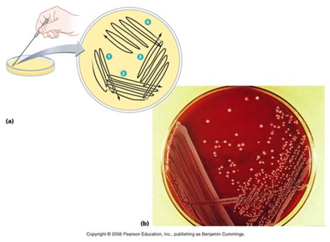 block 1 lecture 3 part 2 gram positive bacteria id methods flashcards quizlet