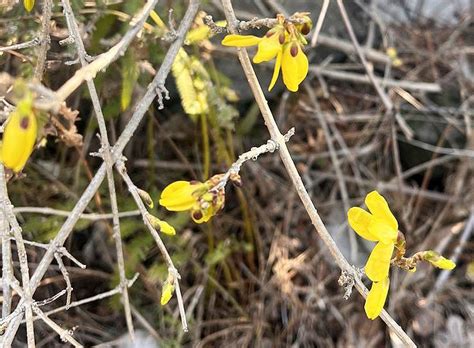 제주 개나리 활짝…따뜻한 날씨에 평년 보다 일찍 개화 파이낸셜뉴스