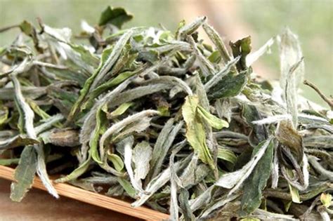 白牡丹茶叶寿眉茶叶大山谷图库