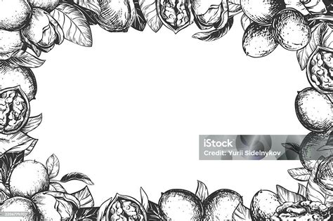 텍스트를 위한 공간이 있는 호두로 만든 직사각형 수평 프레임 잉크로 벡터 선형 그리기 너트 오일 리큐어 Nocino를 위한