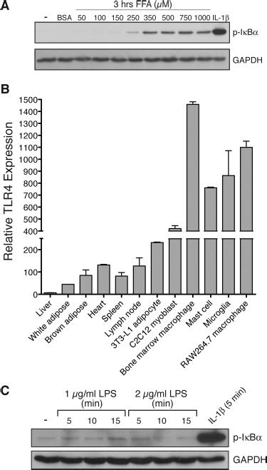 Palmitate But Not Lps Activates Nf κb In Hepatocytes Related To Figure 1 Download