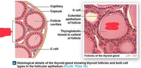 Bsc 2086 Lecture 18 4 — Anatomy Of The Thyroid Gland Image 2 Flashcards Quizlet