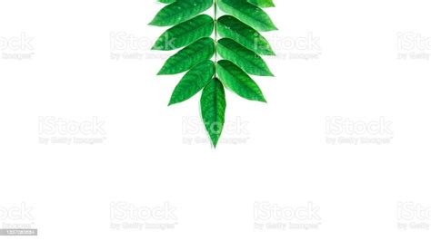 흰색 배경에 열대 잎으로 만든 창조적 인 레이아웃 카피 스페이스플랫 레이와 최소한의 여름 이국적인 개념 0명에 대한 스톡 사진 및 기타 이미지 Istock